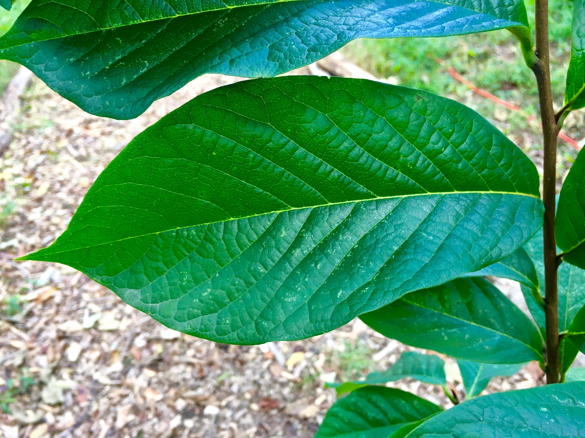 Pawpaw | Lower Olentangy Urban Arboretum