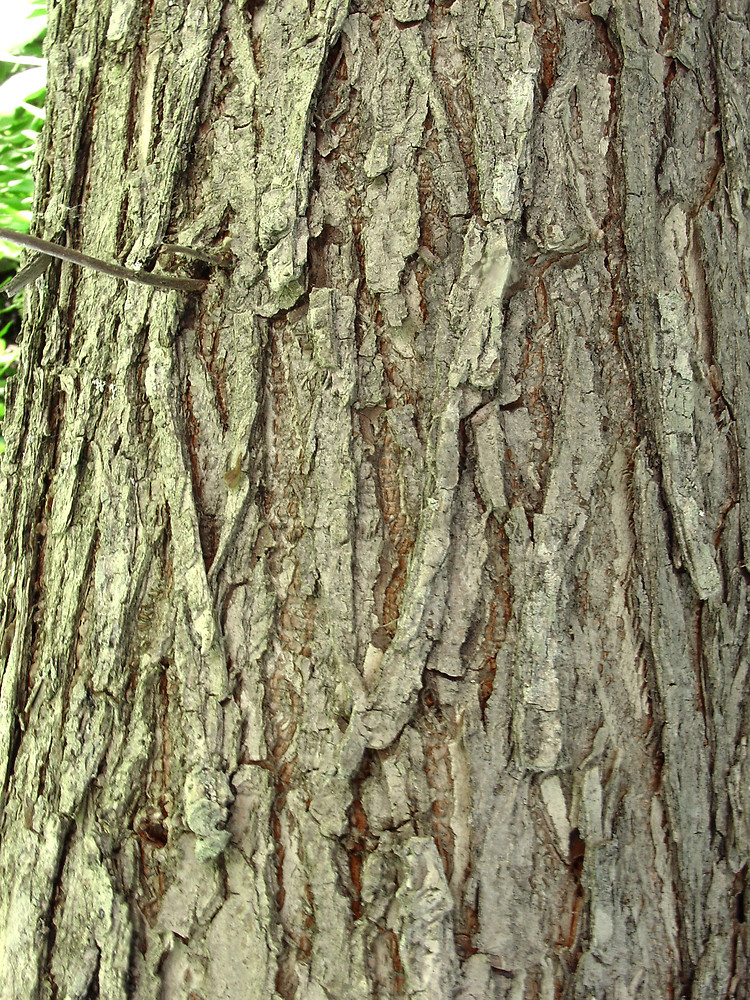 American elm | Lower Olentangy Urban Arboretum