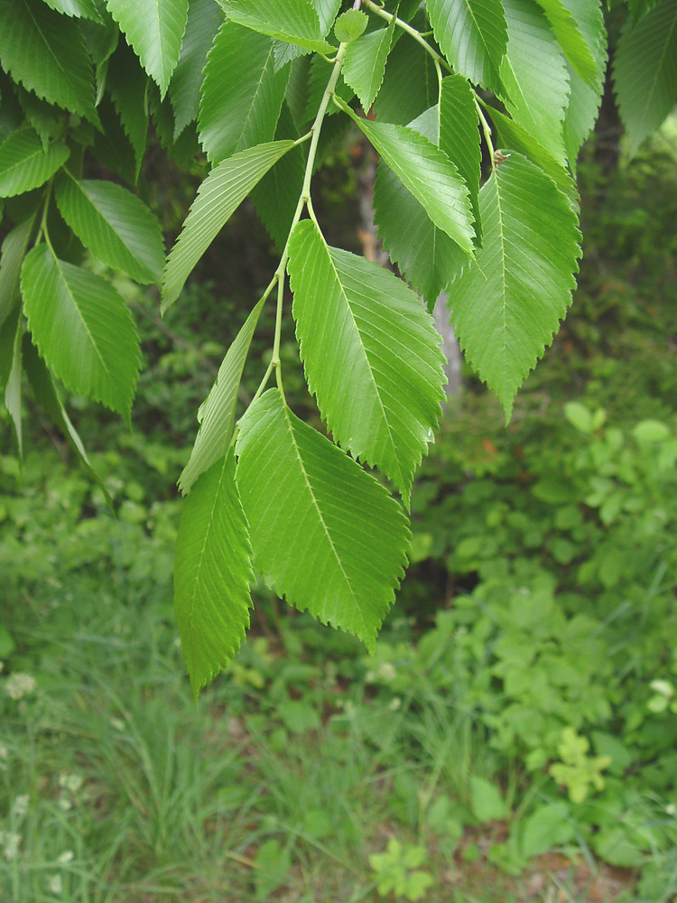 American elm | Lower Olentangy Urban Arboretum