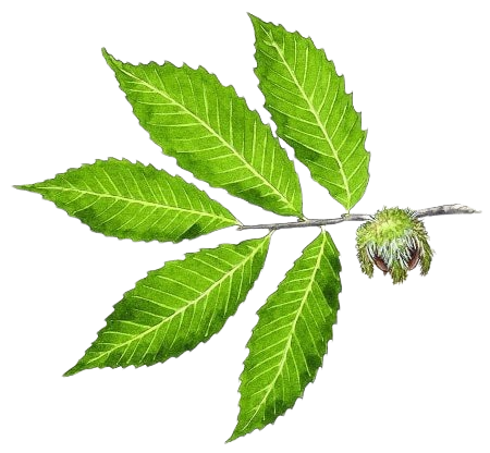 Tree Walk Species Information | Lower Olentangy Urban Arboretum