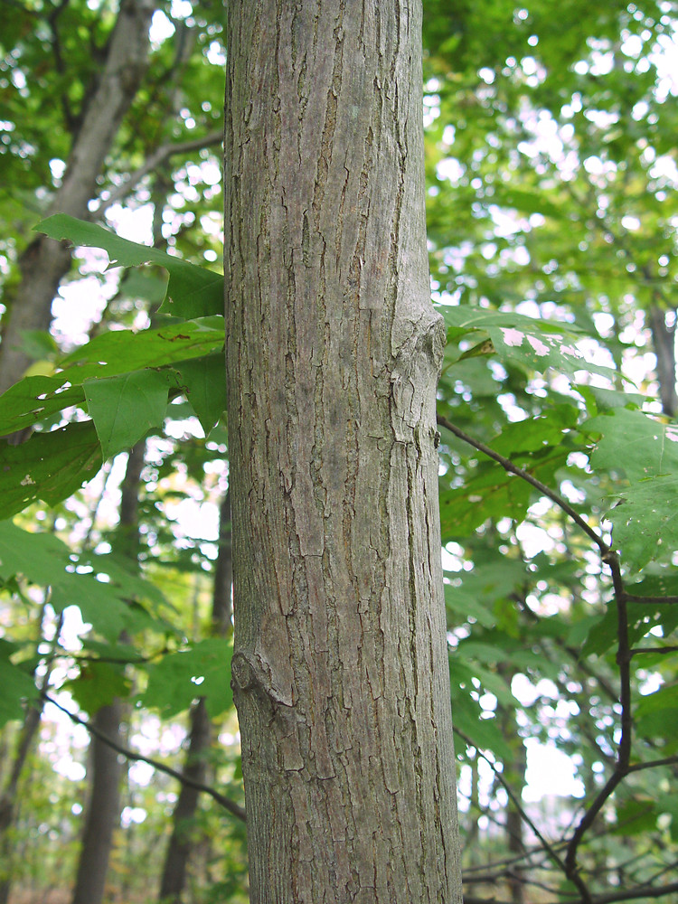 Bitternut hickory | Lower Olentangy Urban Arboretum