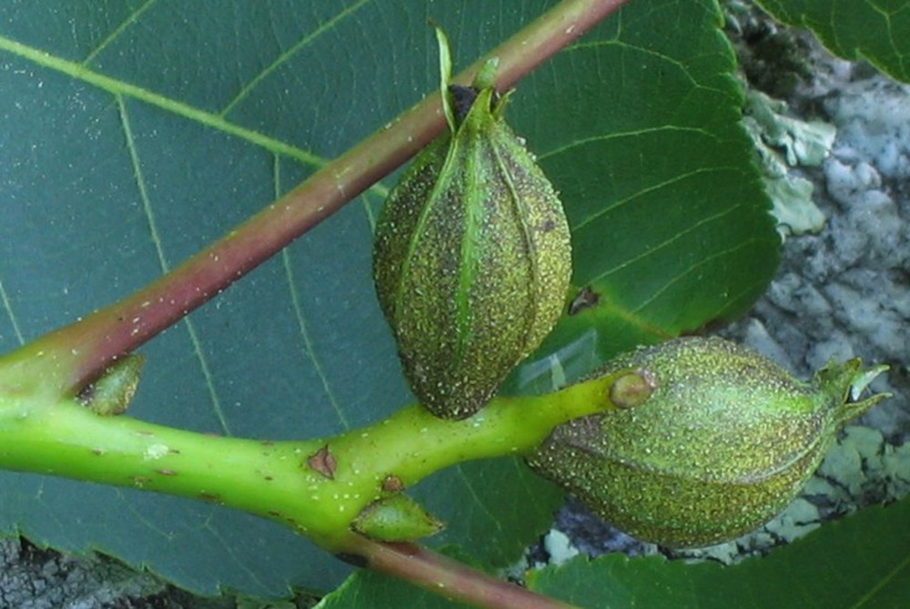 Bitternut hickory | Lower Olentangy Urban Arboretum
