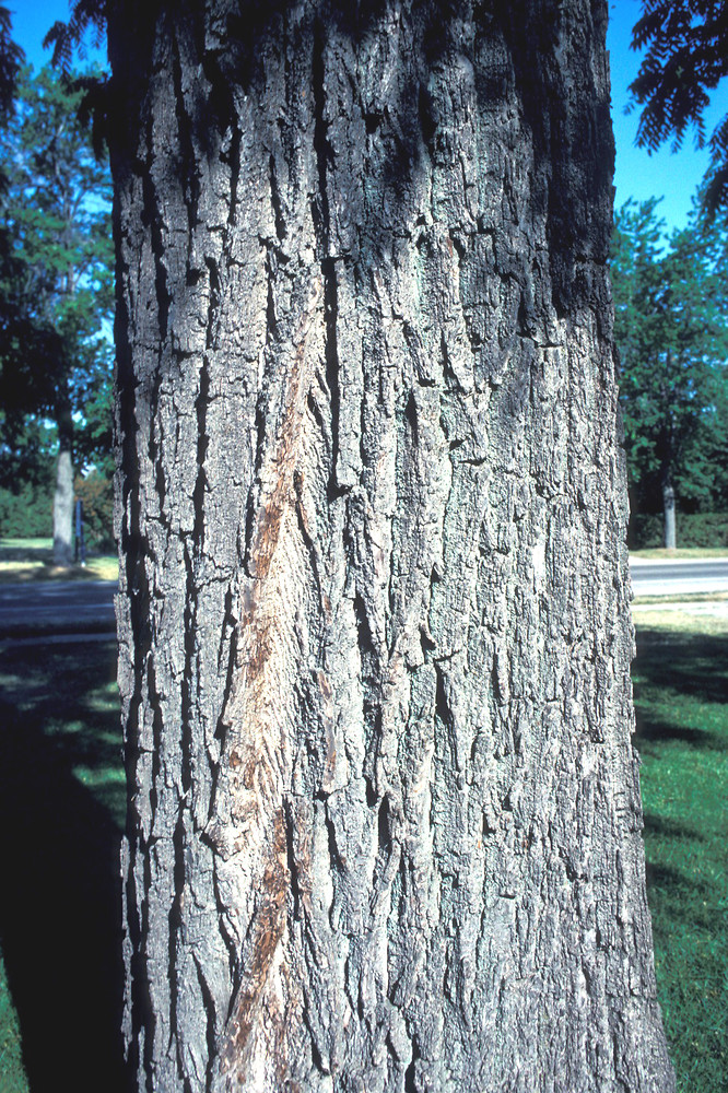 Black walnut | Lower Olentangy Urban Arboretum