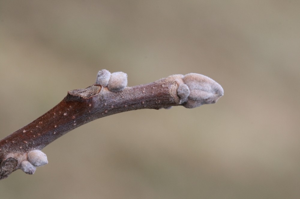 Black walnut | Lower Olentangy Urban Arboretum