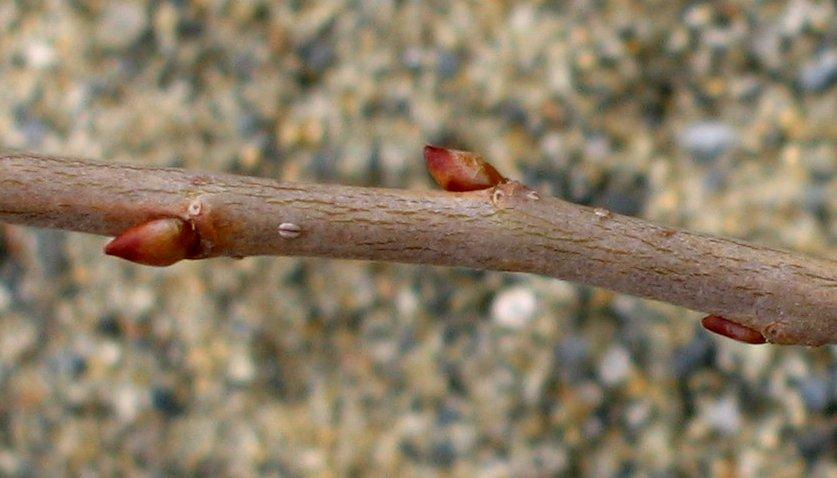 Black willow | Lower Olentangy Urban Arboretum