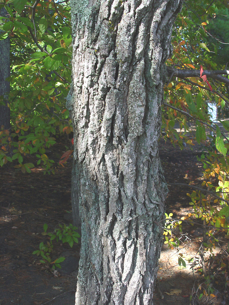 Blackgum | Lower Olentangy Urban Arboretum