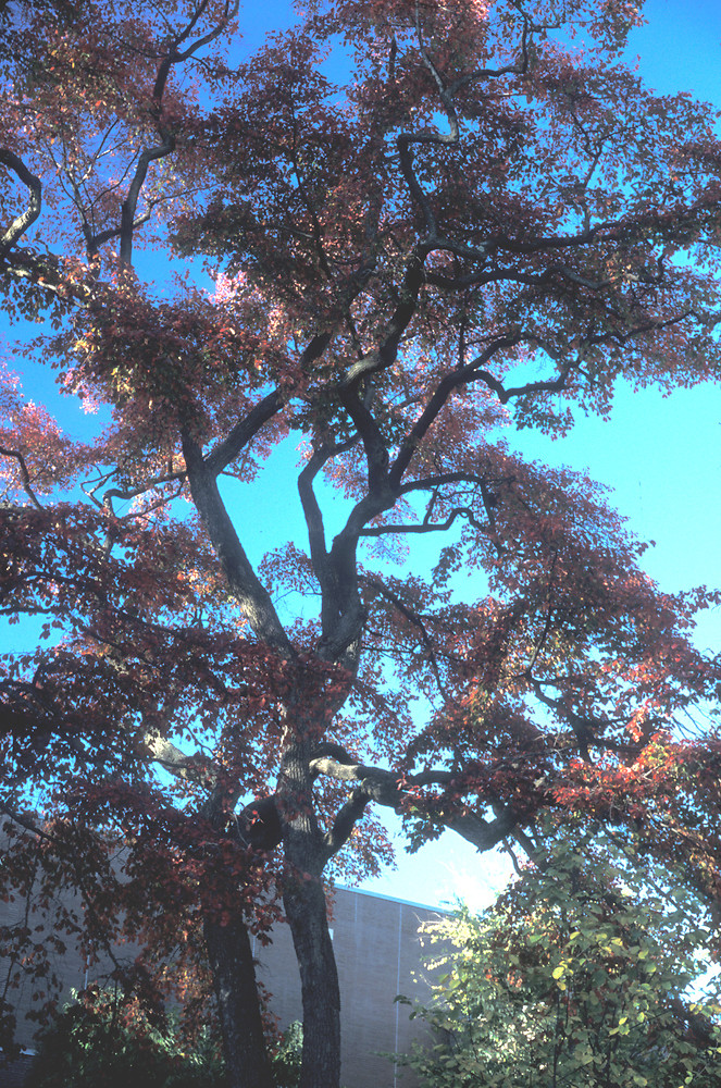 Blackgum | Lower Olentangy Urban Arboretum