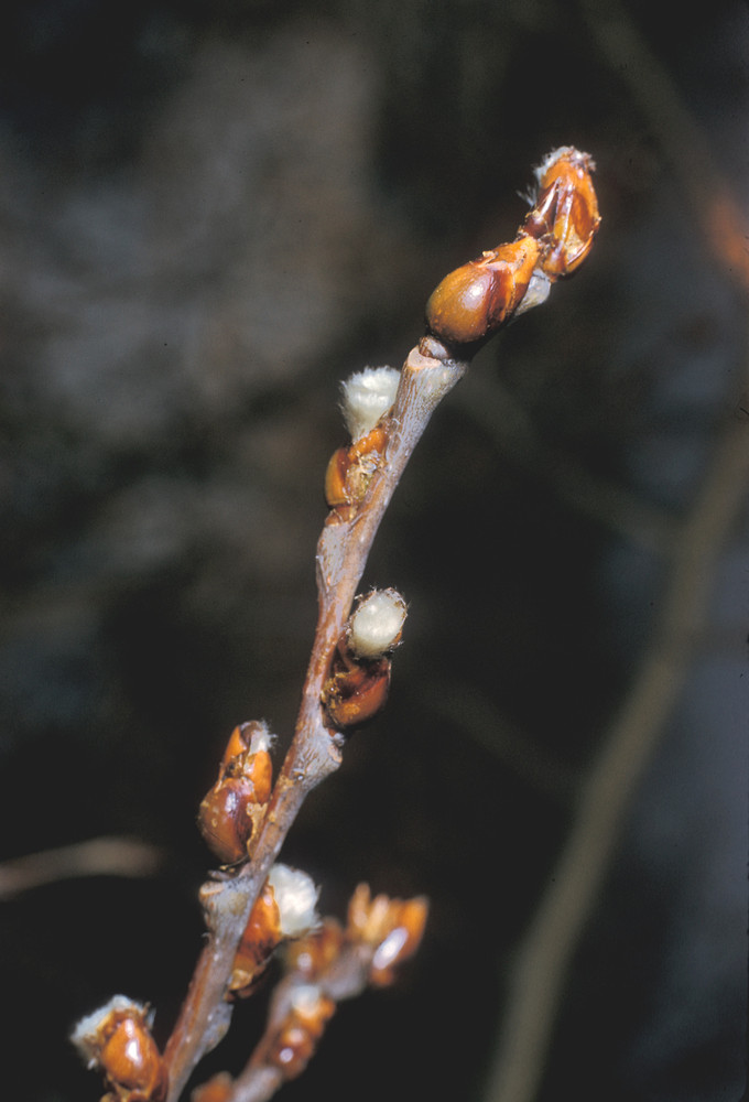 Quaking aspen | Lower Olentangy Urban Arboretum