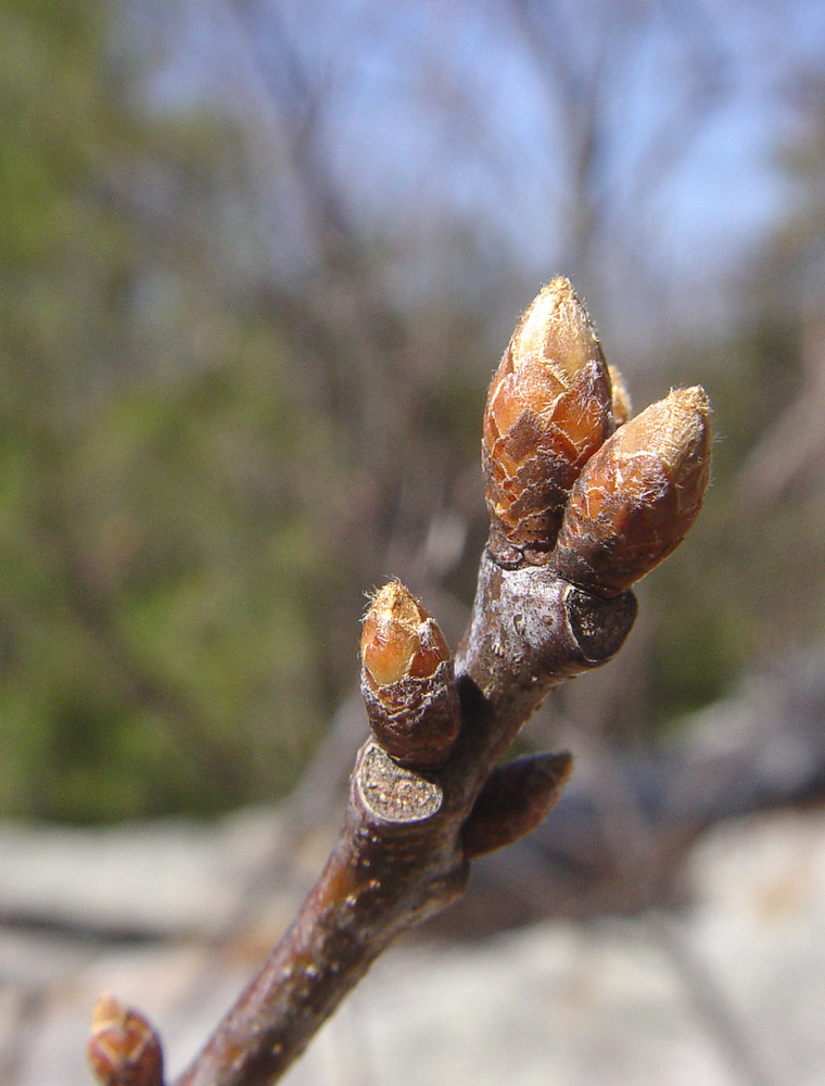 Northern red oak | Lower Olentangy Urban Arboretum