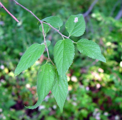 Common hackberry | Lower Olentangy Urban Arboretum