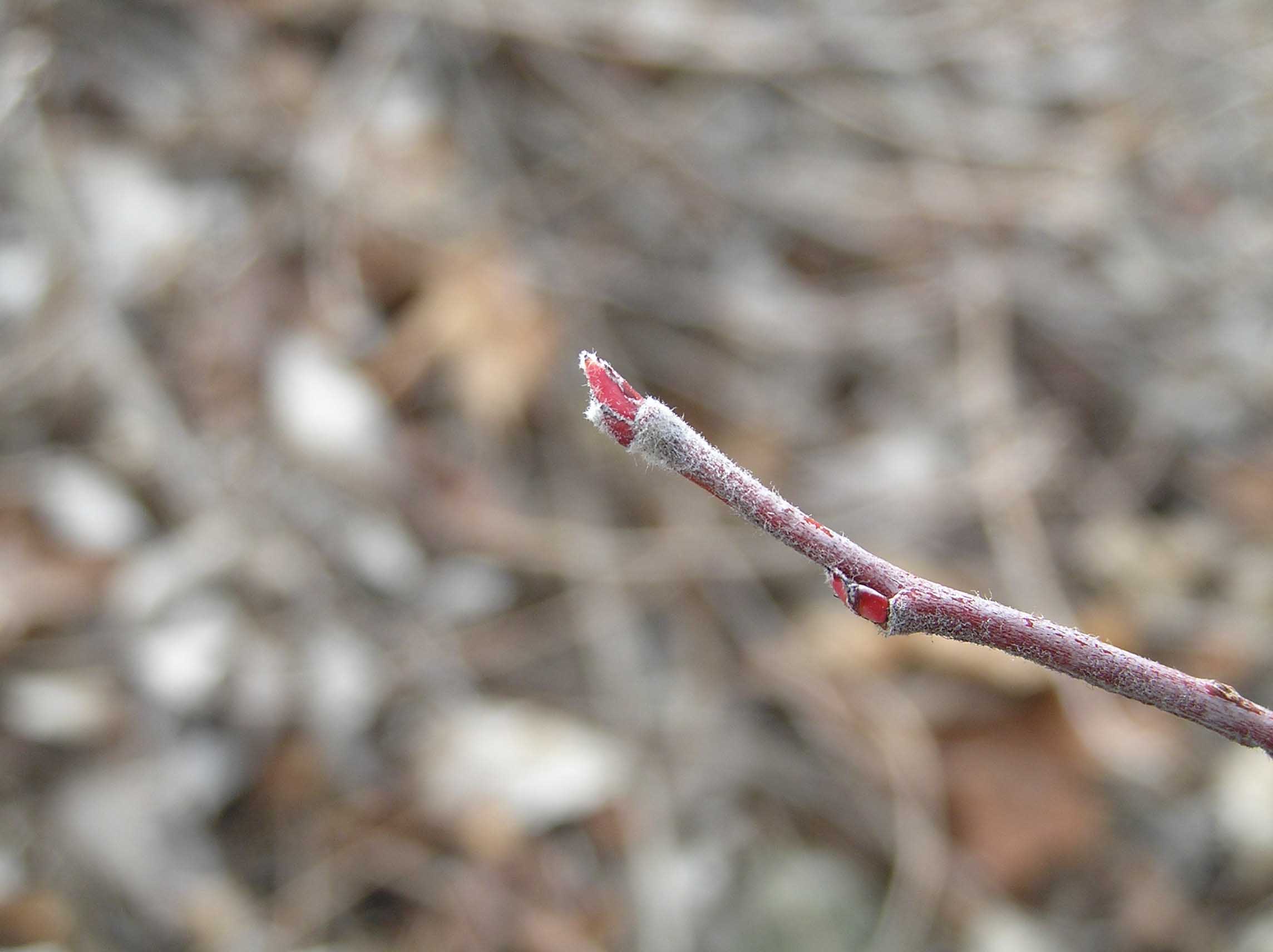 American crabapple | Lower Olentangy Urban Arboretum