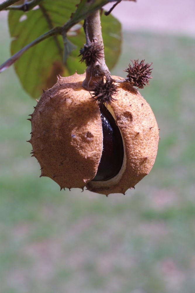 Ohio buckeye | Lower Olentangy Urban Arboretum