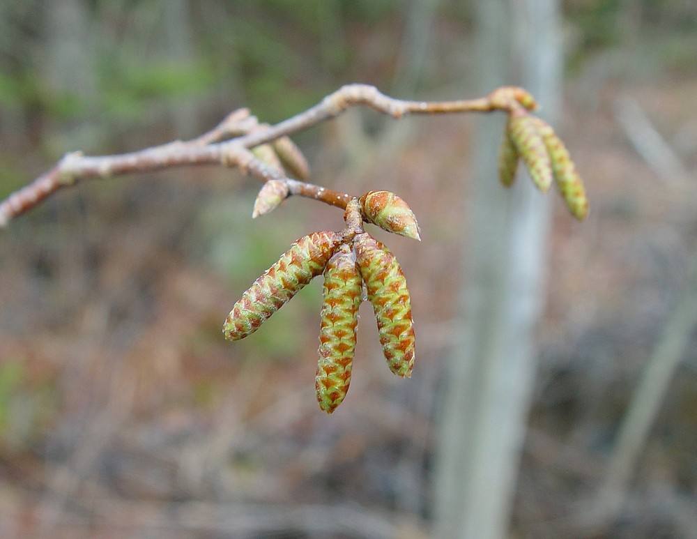 American hophornbeam | Lower Olentangy Urban Arboretum