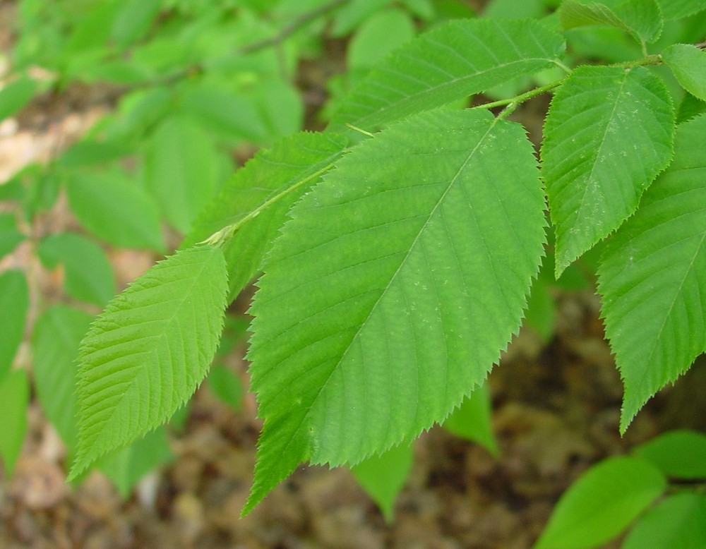 American hophornbeam | Lower Olentangy Urban Arboretum