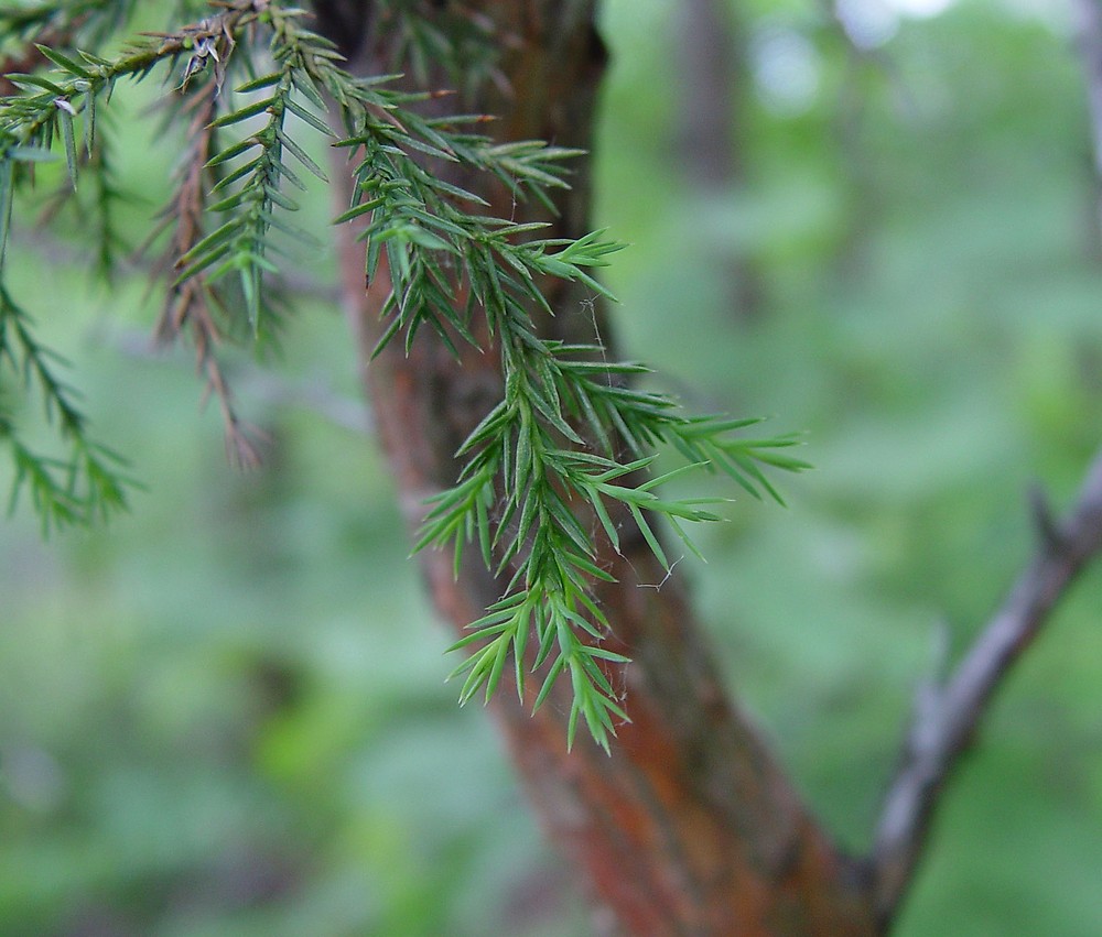 Eastern redcedar | Lower Olentangy Urban Arboretum