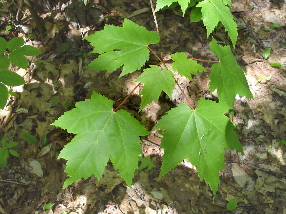 Red maple | Lower Olentangy Urban Arboretum