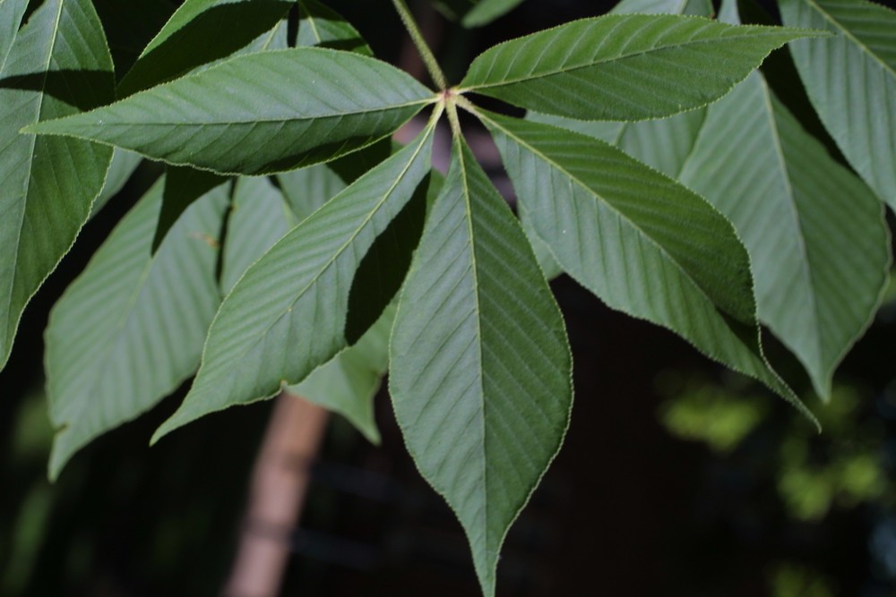 Ohio buckeye | Lower Olentangy Urban Arboretum