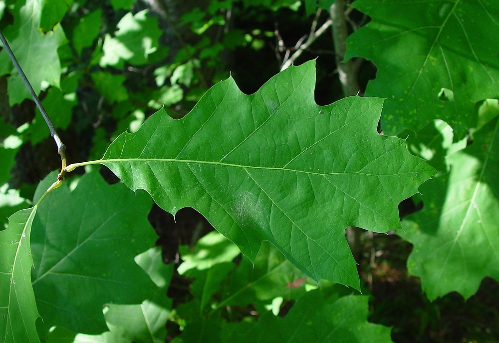 Northern red oak | Lower Olentangy Urban Arboretum