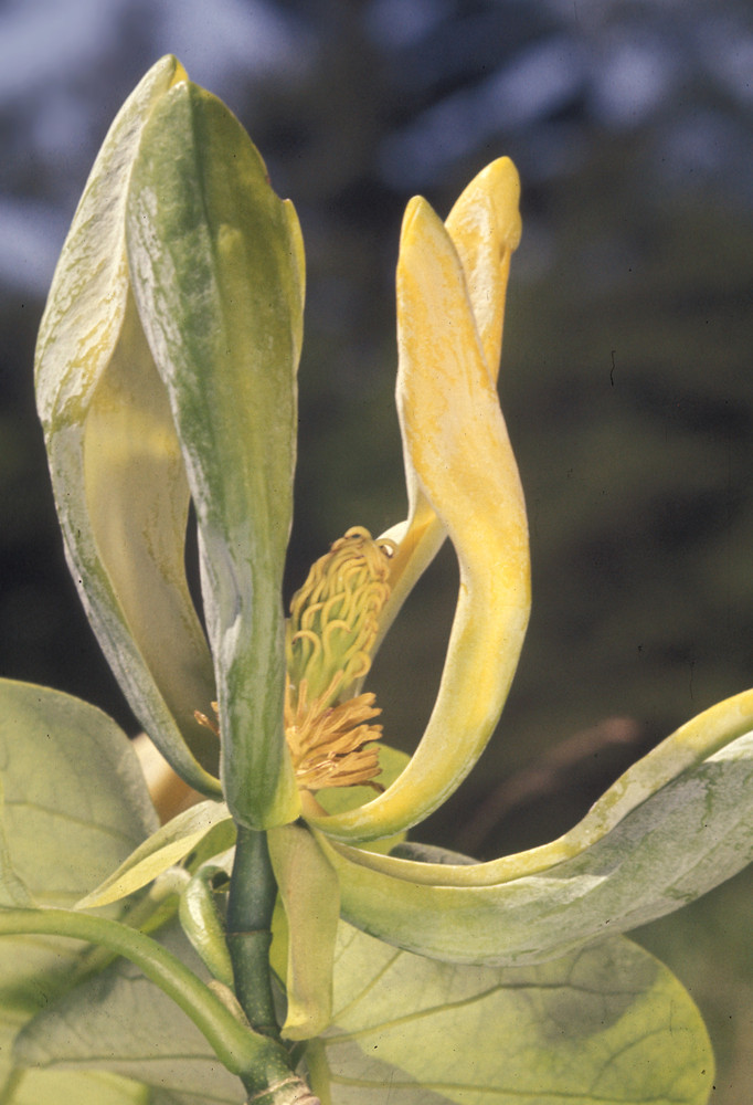 Cucumber magnolia | Lower Olentangy Urban Arboretum