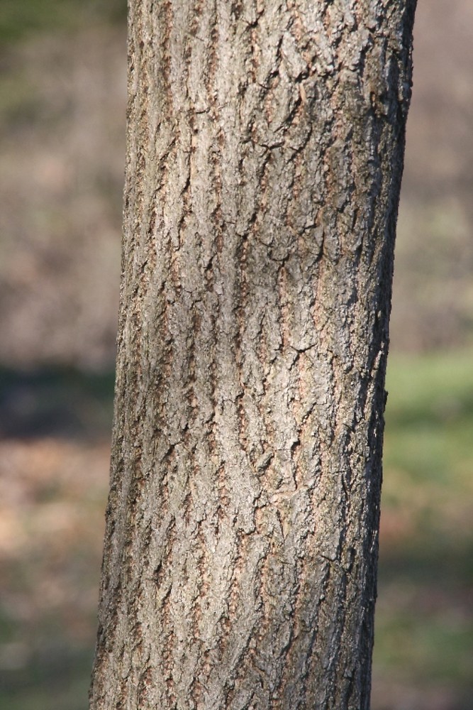 Sassafras | Lower Olentangy Urban Arboretum