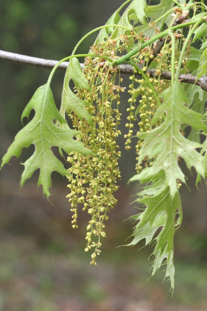 Scarlet oak | Lower Olentangy Urban Arboretum