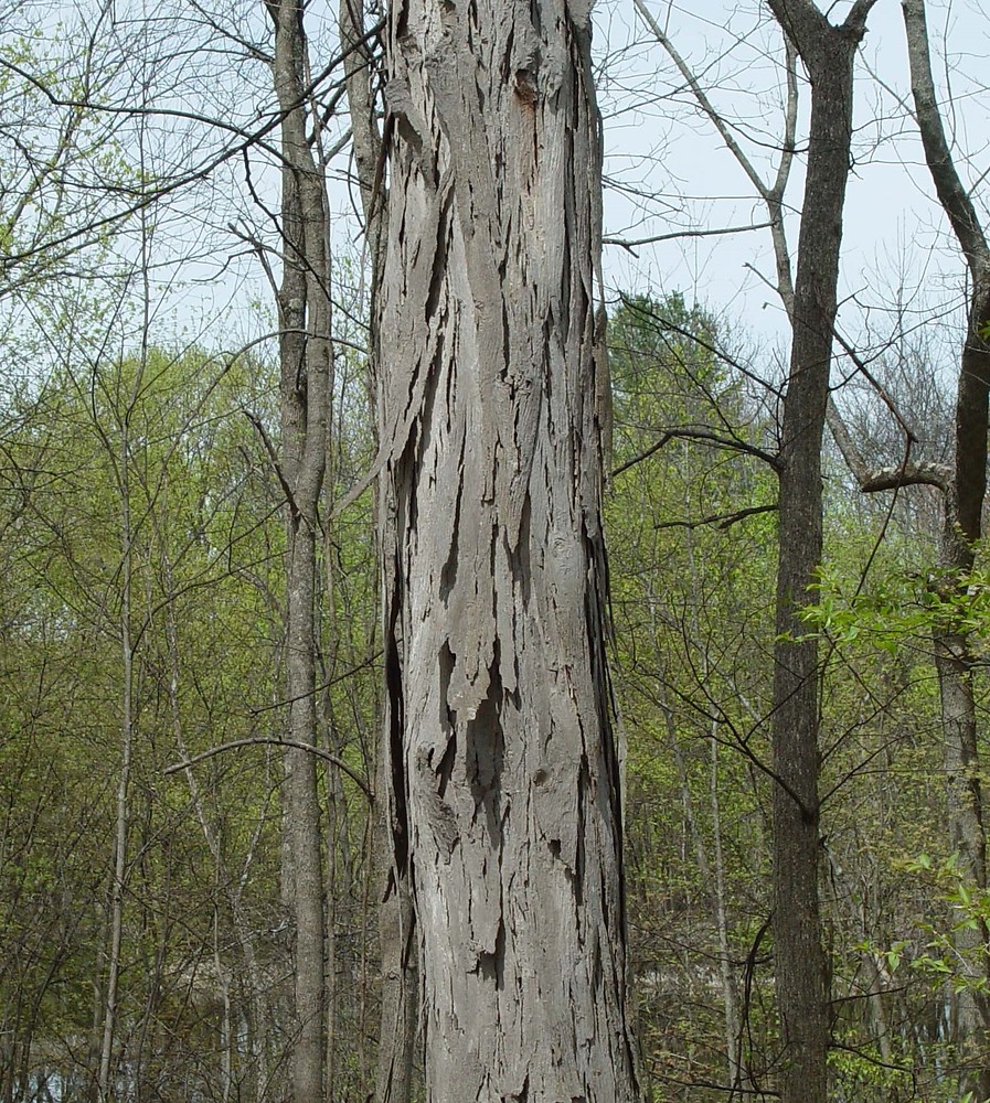 Shagbark hickory | Lower Olentangy Urban Arboretum