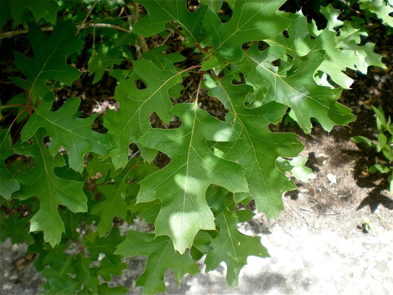 Shumard oak | Lower Olentangy Urban Arboretum