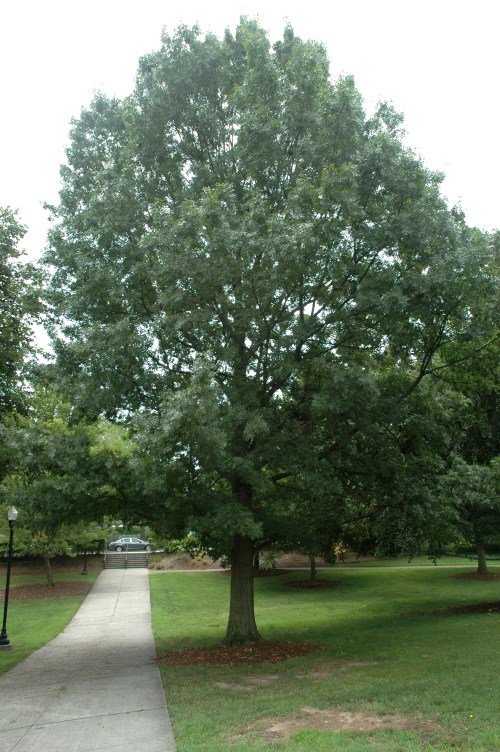 Shumard oak | Lower Olentangy Urban Arboretum