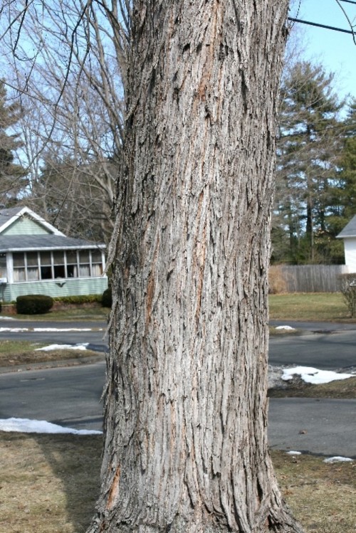 Silver maple | Lower Olentangy Urban Arboretum
