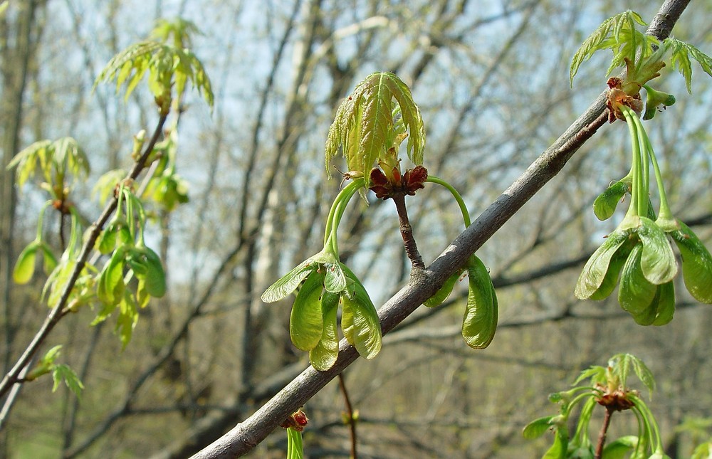 Silver maple | Lower Olentangy Urban Arboretum