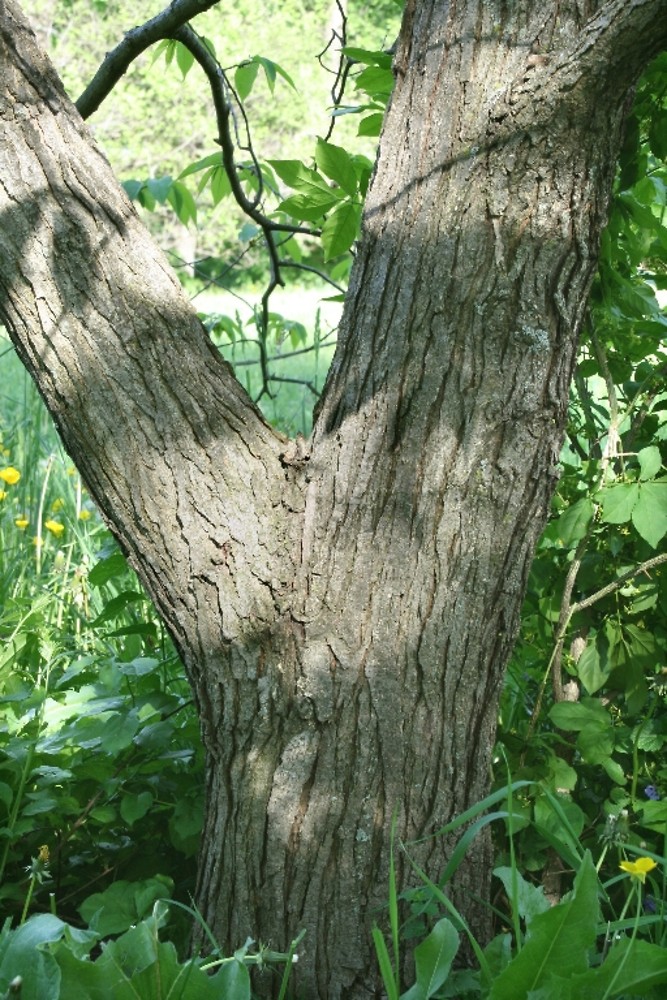 Slippery elm | Lower Olentangy Urban Arboretum