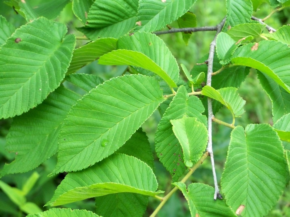 Slippery elm | Lower Olentangy Urban Arboretum