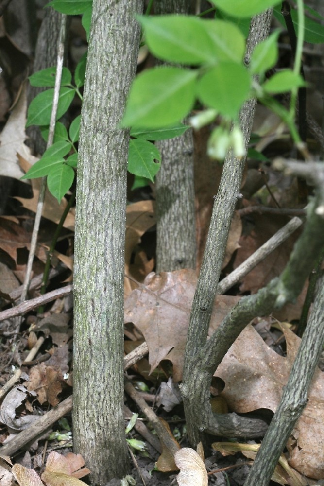 Bladdernut | Lower Olentangy Urban Arboretum