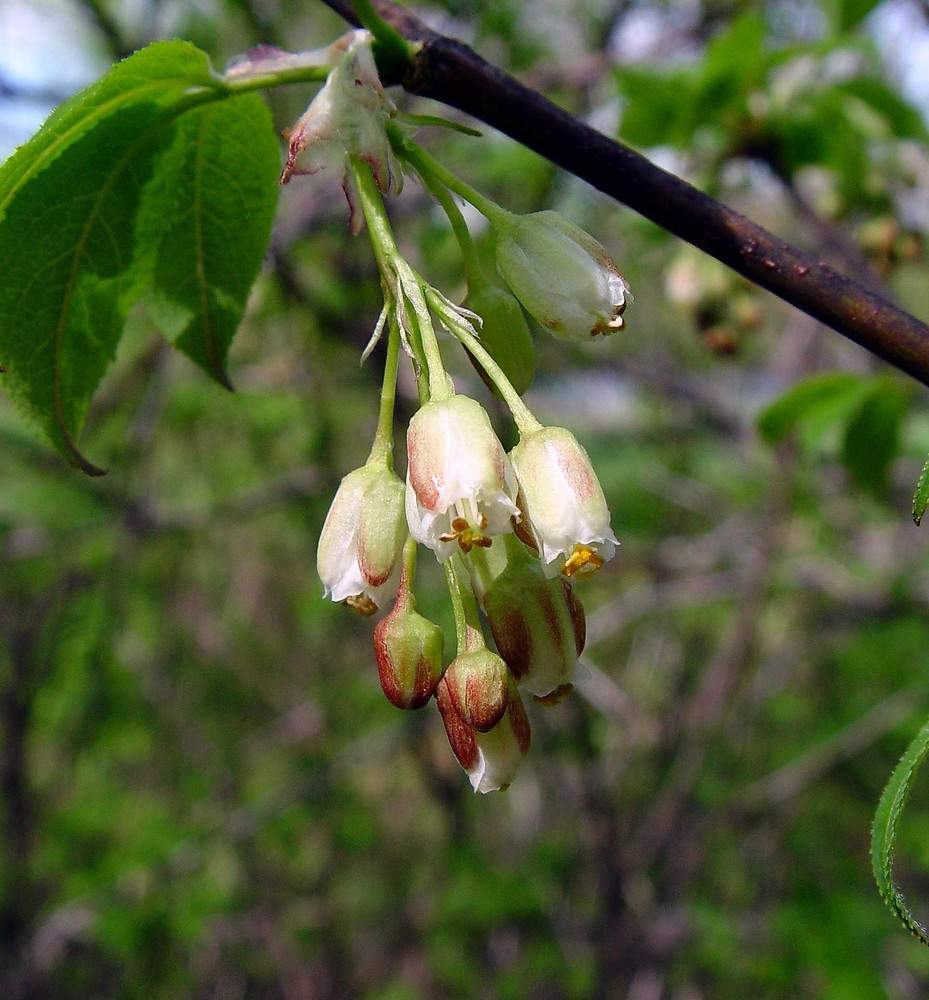 Bladdernut | Lower Olentangy Urban Arboretum