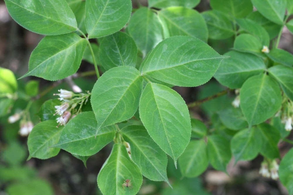 Bladdernut | Lower Olentangy Urban Arboretum