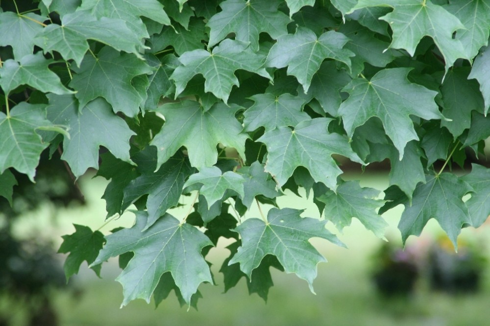 Sugar maple | Lower Olentangy Urban Arboretum