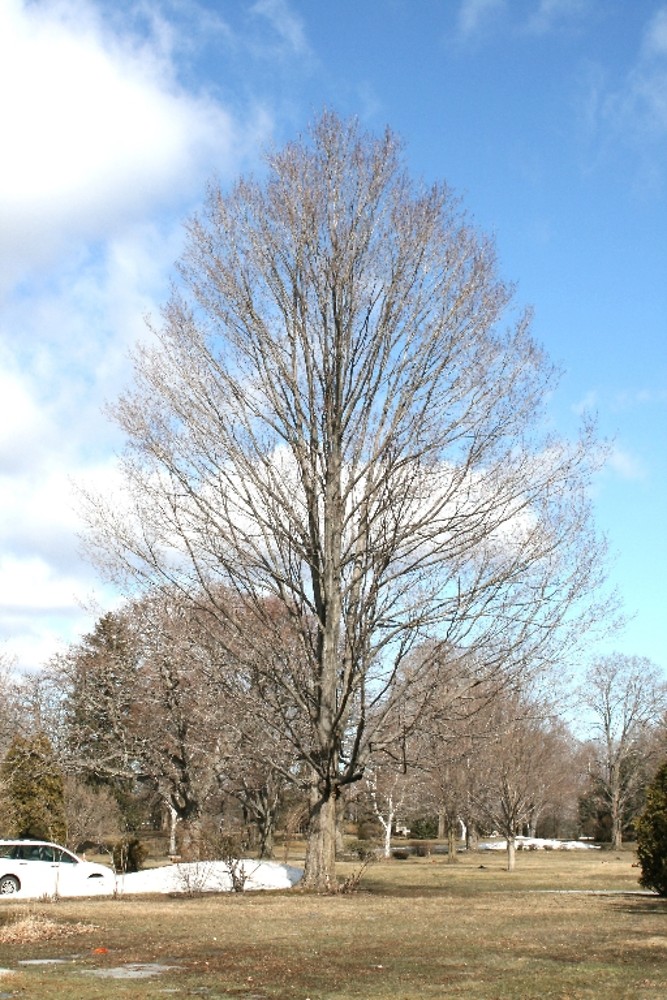 Sugar maple | Lower Olentangy Urban Arboretum