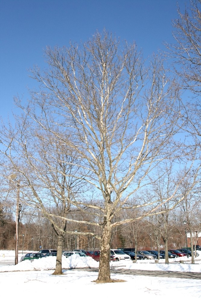 American sycamore | Lower Olentangy Urban Arboretum