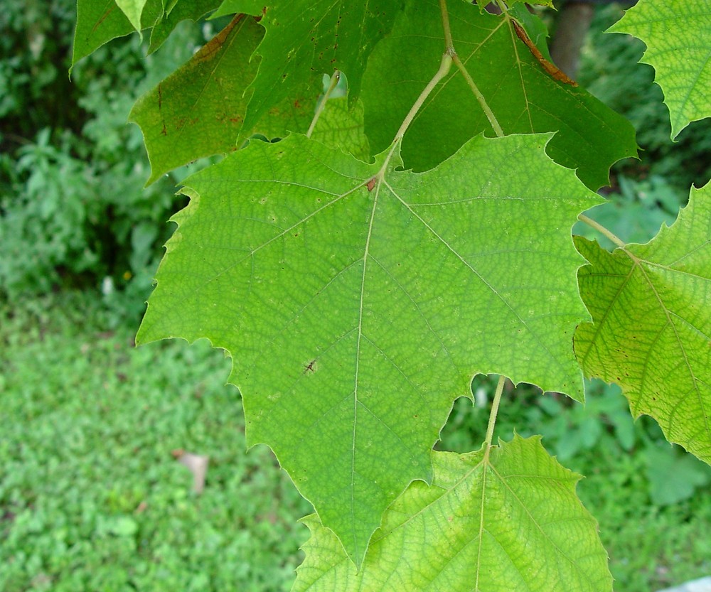 American sycamore | Lower Olentangy Urban Arboretum