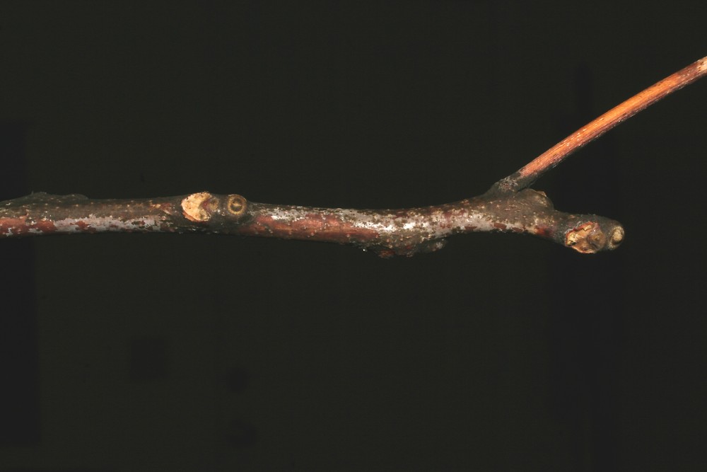 Kentucky coffeetree | Lower Olentangy Urban Arboretum