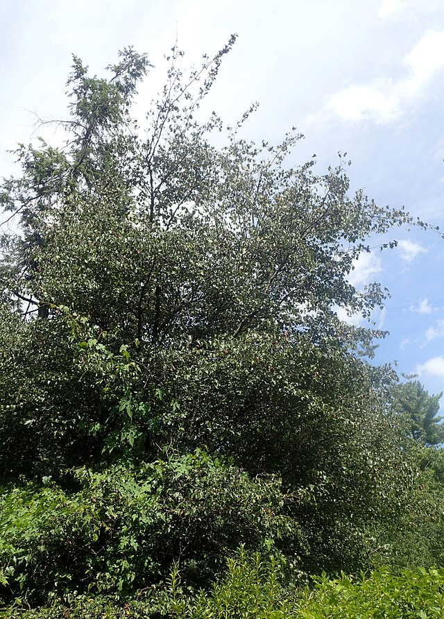 Washington hawthorn | Lower Olentangy Urban Arboretum
