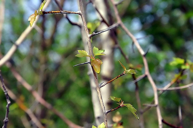 Washington hawthorn | Lower Olentangy Urban Arboretum