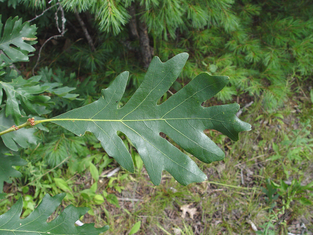 White oak | Lower Olentangy Urban Arboretum