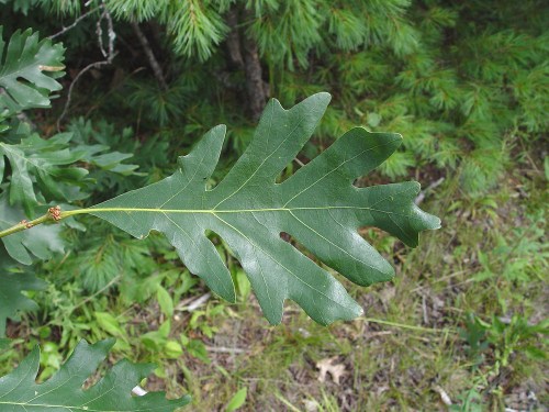 White oak | Lower Olentangy Urban Arboretum